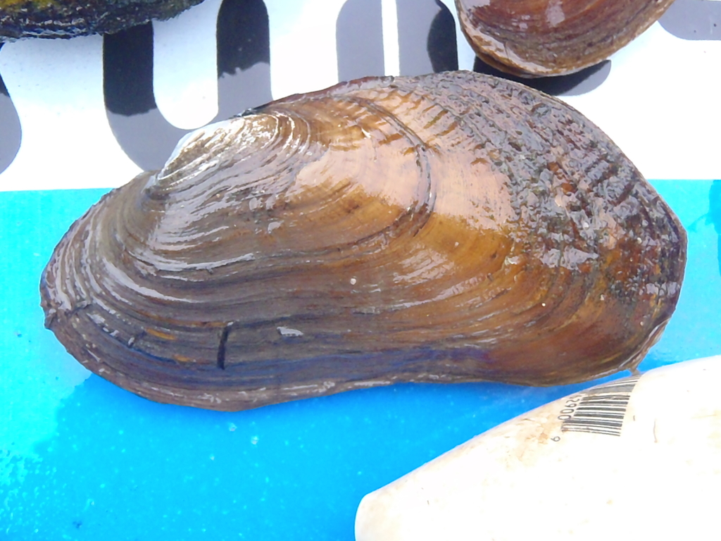 Flutedshell (Freshwater Mussels of the Midwest) · iNaturalist