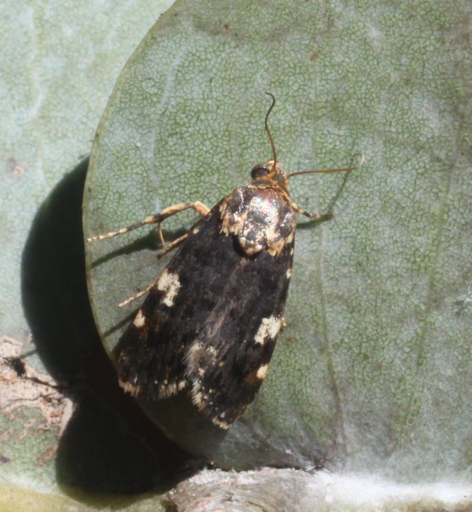 Paromphale caeca from Packsaddle Rd, Kununurra WA 6743, Australia on ...