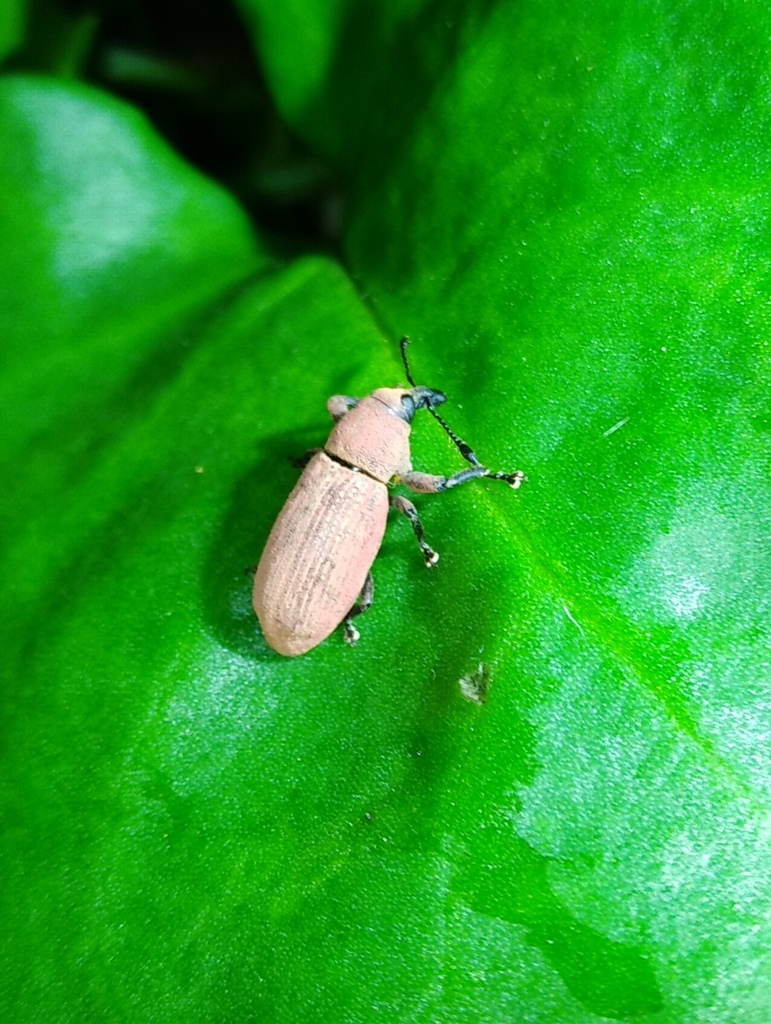 Carcilia from 336台灣桃園市復興區里安 on May 16, 2020 at 03:01 AM by 陳正守 ...