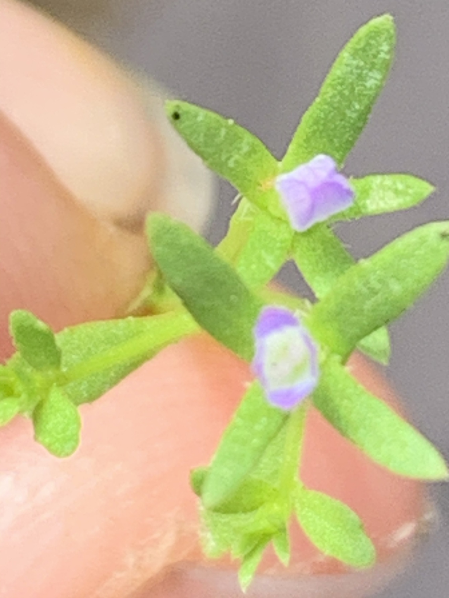 Githopsis diffusa A.Gray