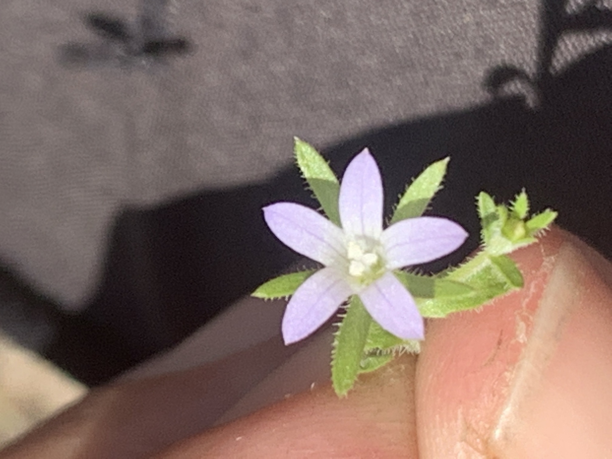 Githopsis diffusa A.Gray