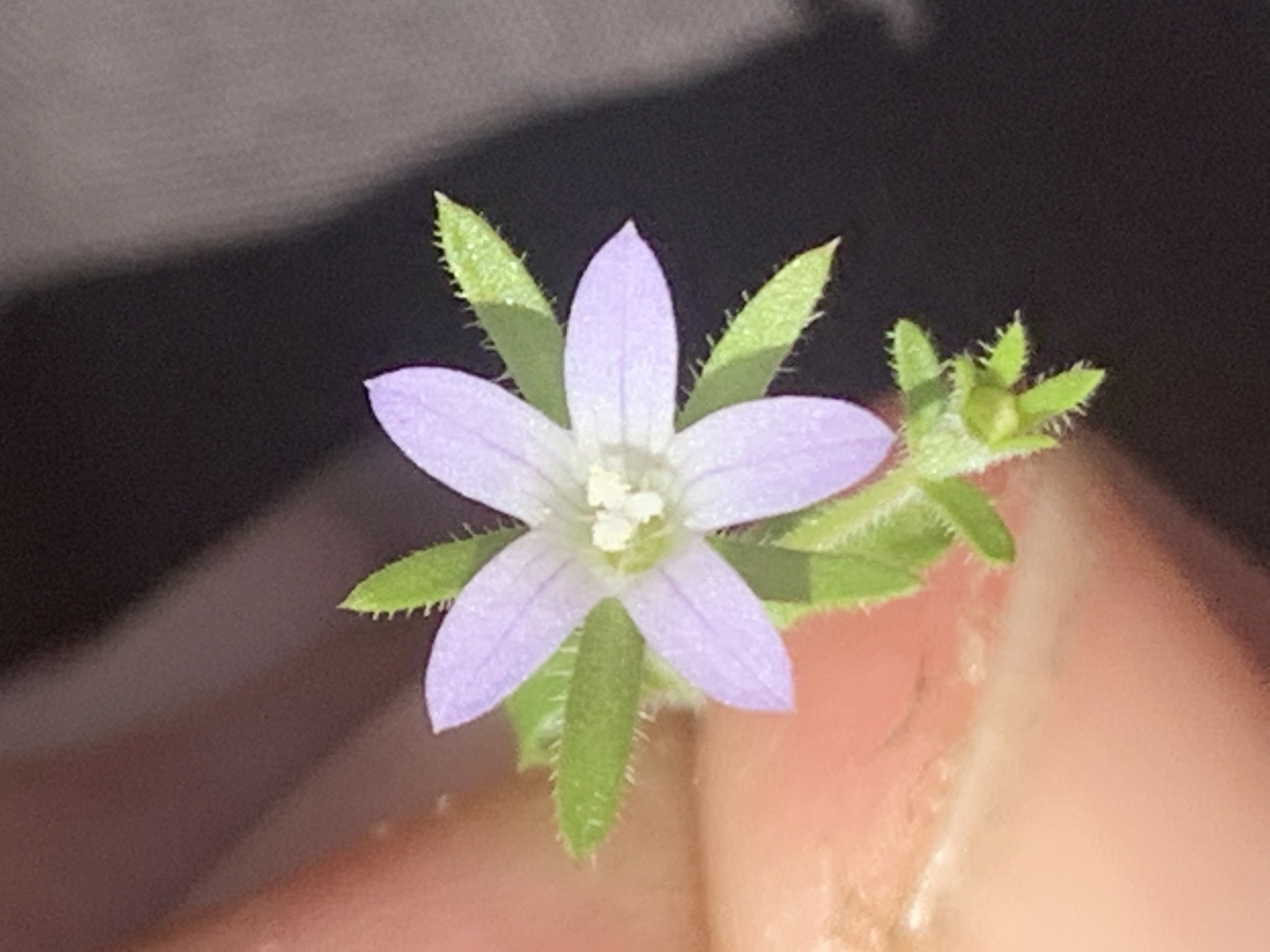 Githopsis diffusa A.Gray