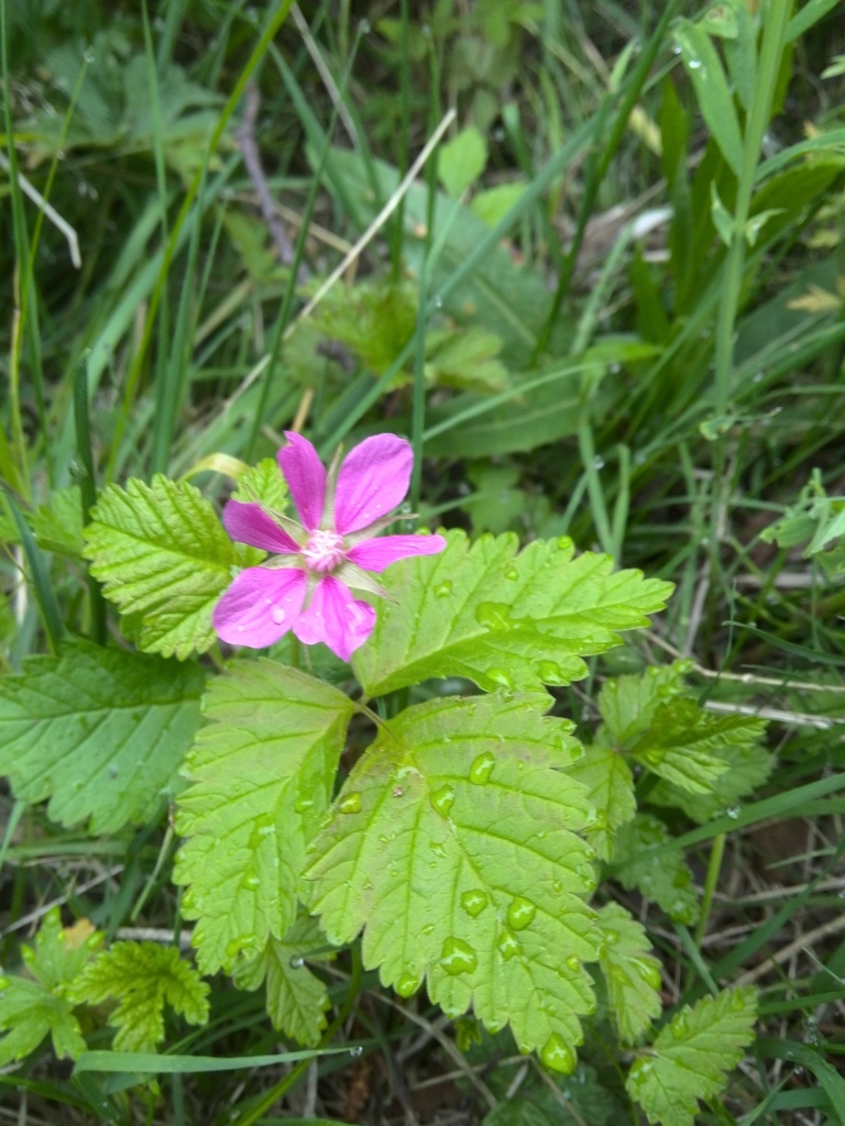 Arctic raspberry from Елизово, Камчатский край, Россия on June 24, 2017 ...