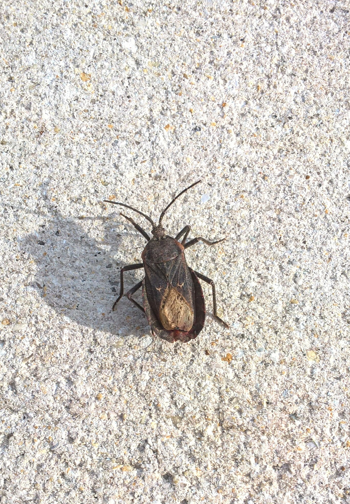 Giant Sweet Potato Bug from Homestead, FL, USA on April 19, 2017 at 06: ...