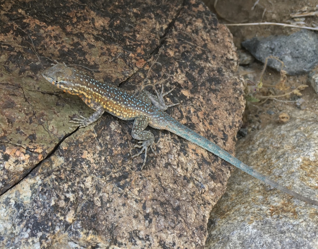 Western Side-blotched Lizard (Uta stansburiana elegans) - Snakes and ...