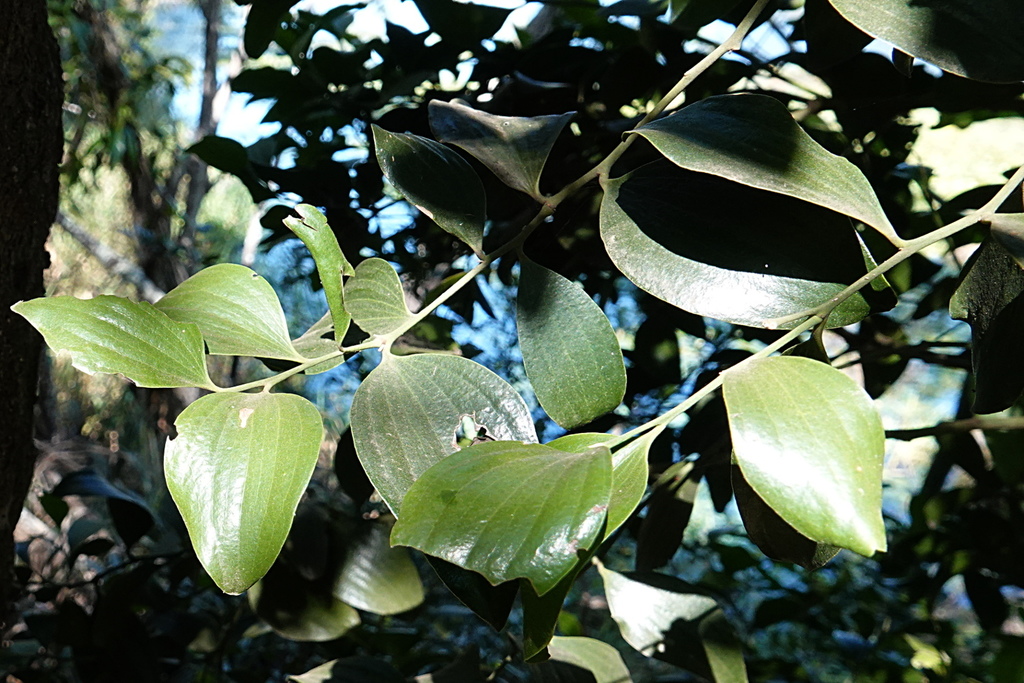 Broad Leaved Native Cherry from Enoggera Reservoir QLD 4520, Australia ...