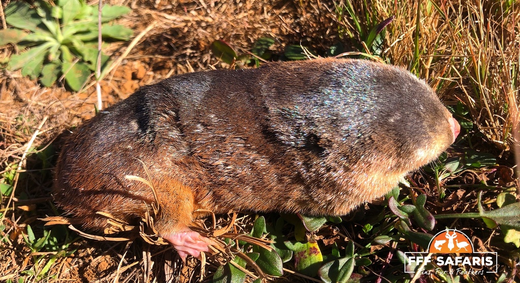 Highveld Golden Mole (Amblysomus septentrionalis) - Know Your Mammals