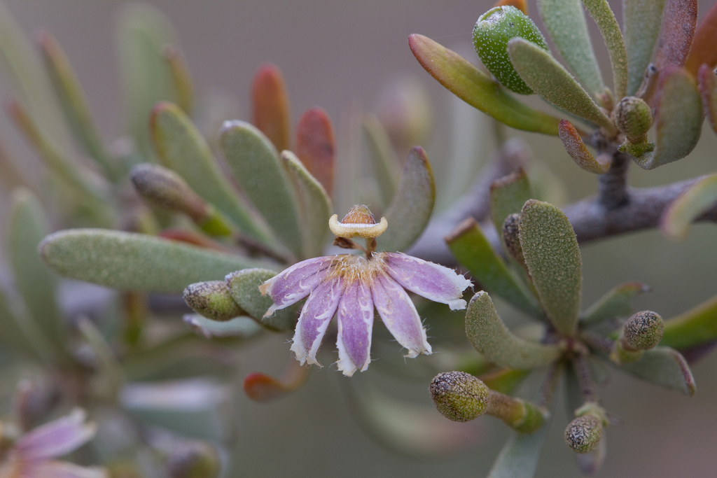 Spiny Fan-flower (Scaevola spinescens) - Botanical Realm