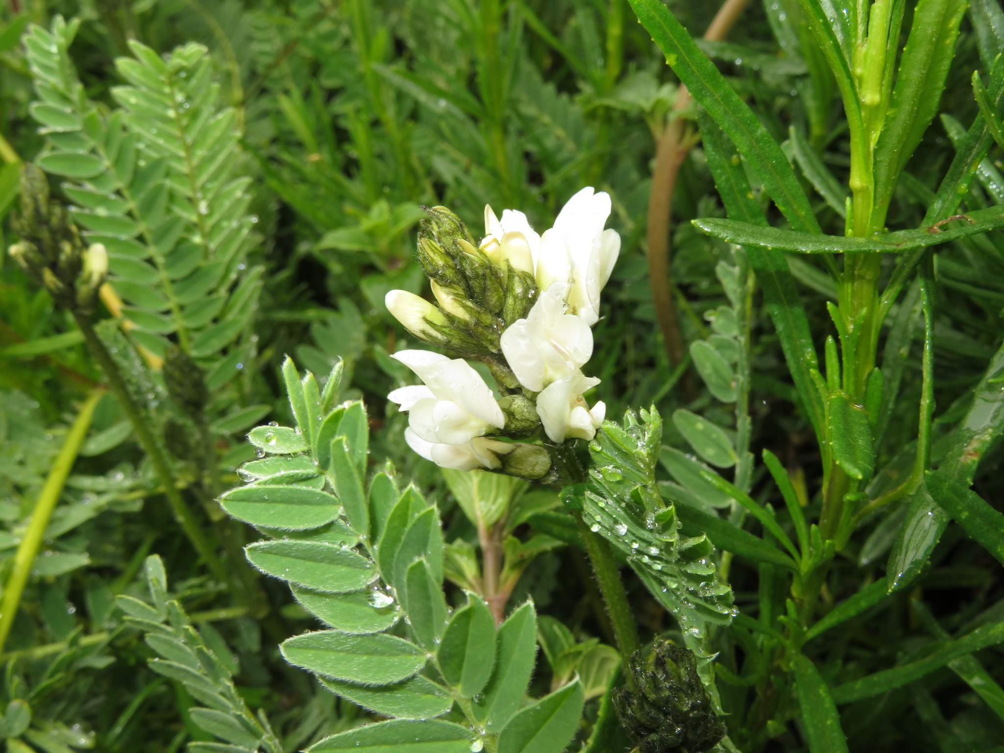 Astragalus garbancillo Cav.