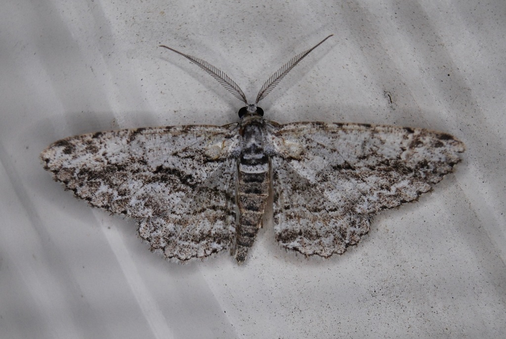 North American Common Gray from 10608 Forestgate Pl, Glenn Dale, MD ...