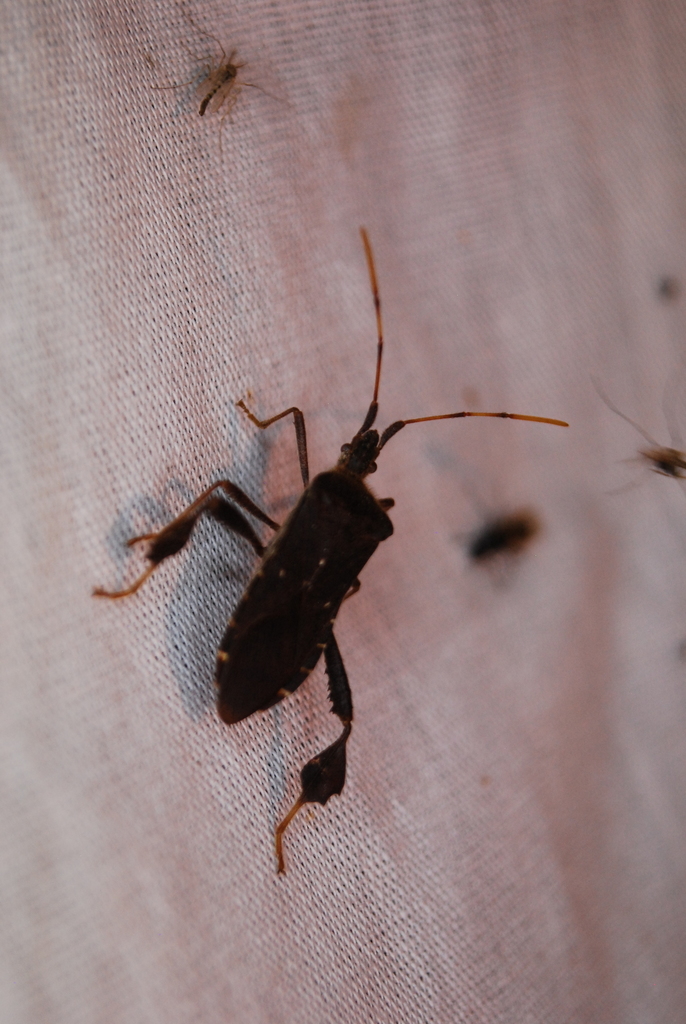 Northern Leaf-footed Bug from 10608 Forestgate Pl, Glenn Dale, MD 20769 ...