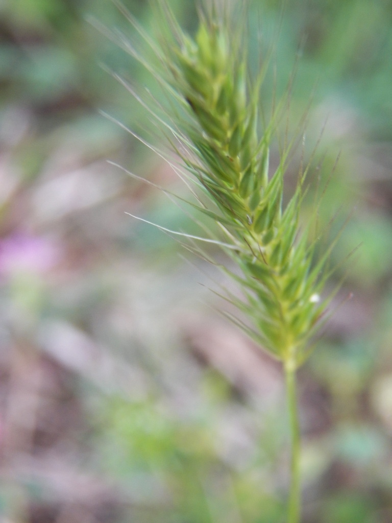 Canada Wild Rye (Plants of Highline Lake State Park) · iNaturalist