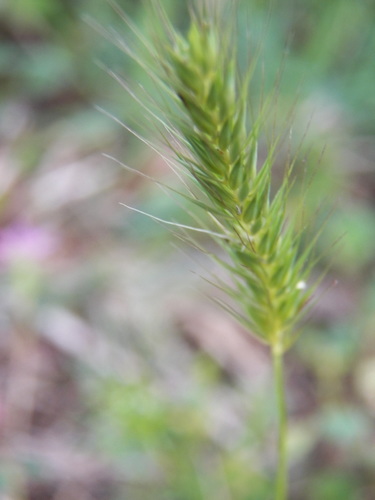 Canada Wild Rye (Plants of Highline Lake State Park) · iNaturalist