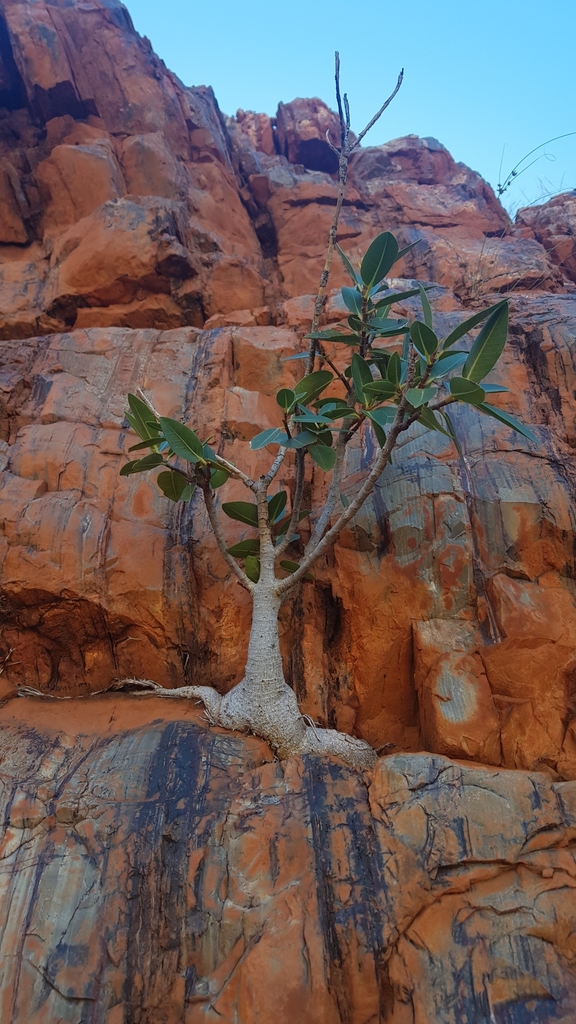 rock fig in May 2020 by Morgan Lythe · iNaturalist