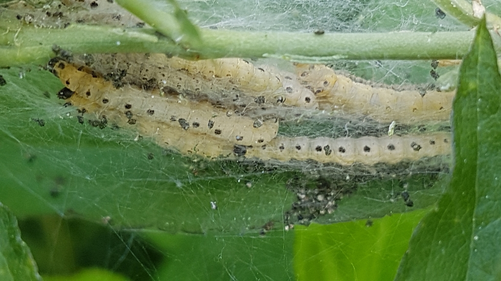 Spindle Ermine Moth from 411 85 Horní Beřkovice, Česko on May 16, 2020 ...