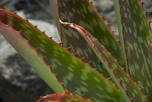 De Wet's Aloe (Aloe dewetii) · iNaturalist