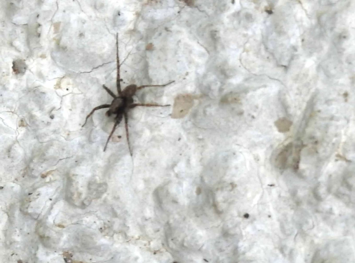 Wadicosa Zyuzin, 1985