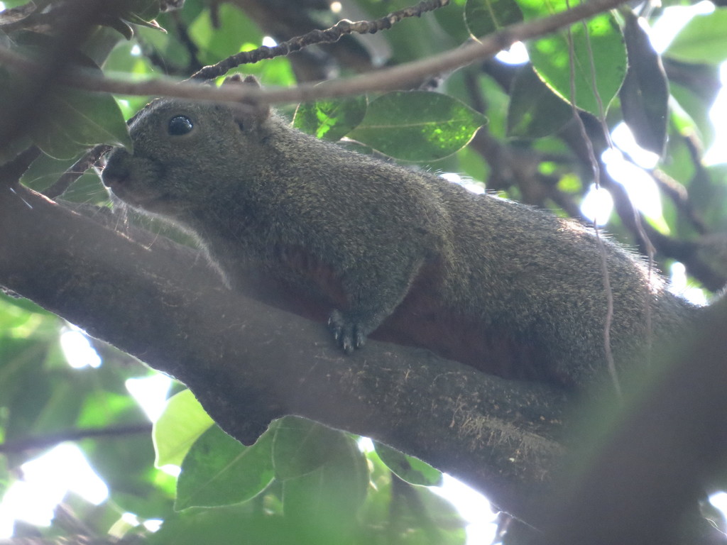 Pallas' Squirrel from 台灣台中市北區臺中 on February 19, 2020 at 02:26 PM by ...