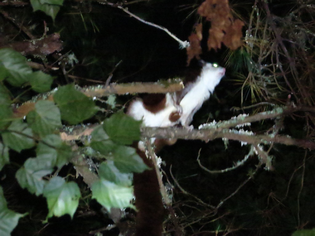 Taiwan Red-and-white Giant Flying Squirrel from 台灣花蓮縣 on November 9 ...