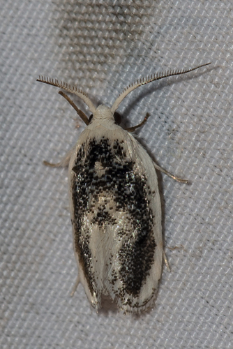 Ptochoryctis chalazopa · iNaturalist