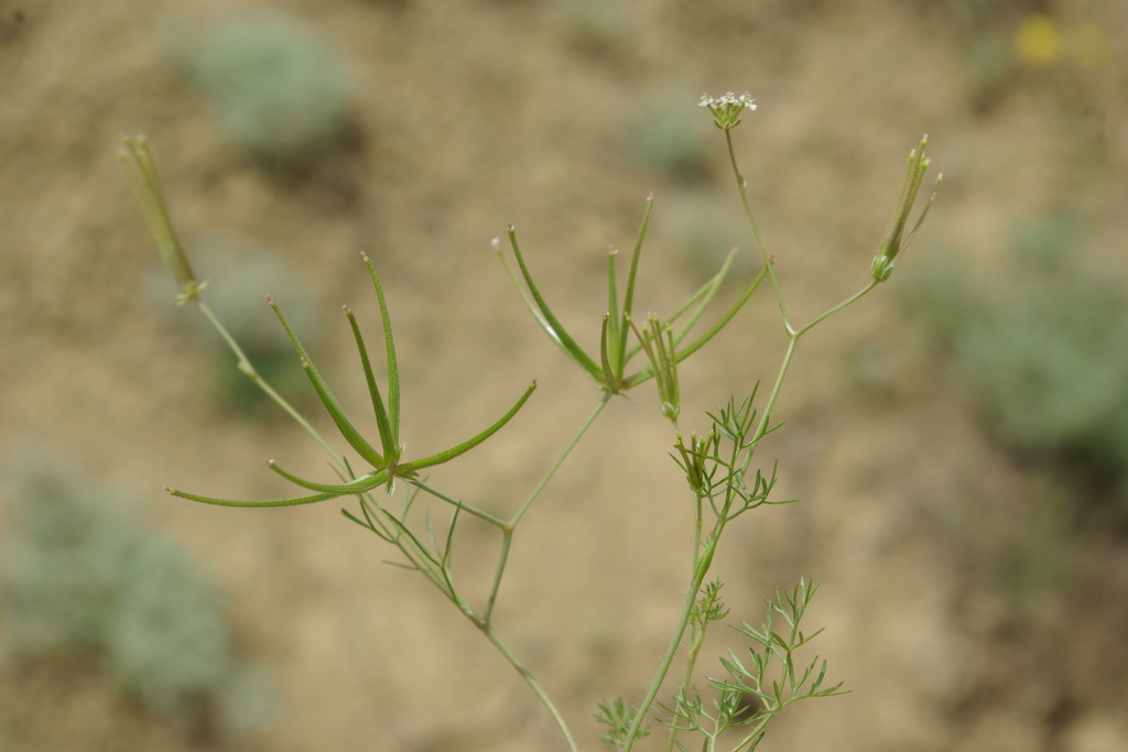 Southern Shepherd's-needle (Scandix australis) - Botanical Realm