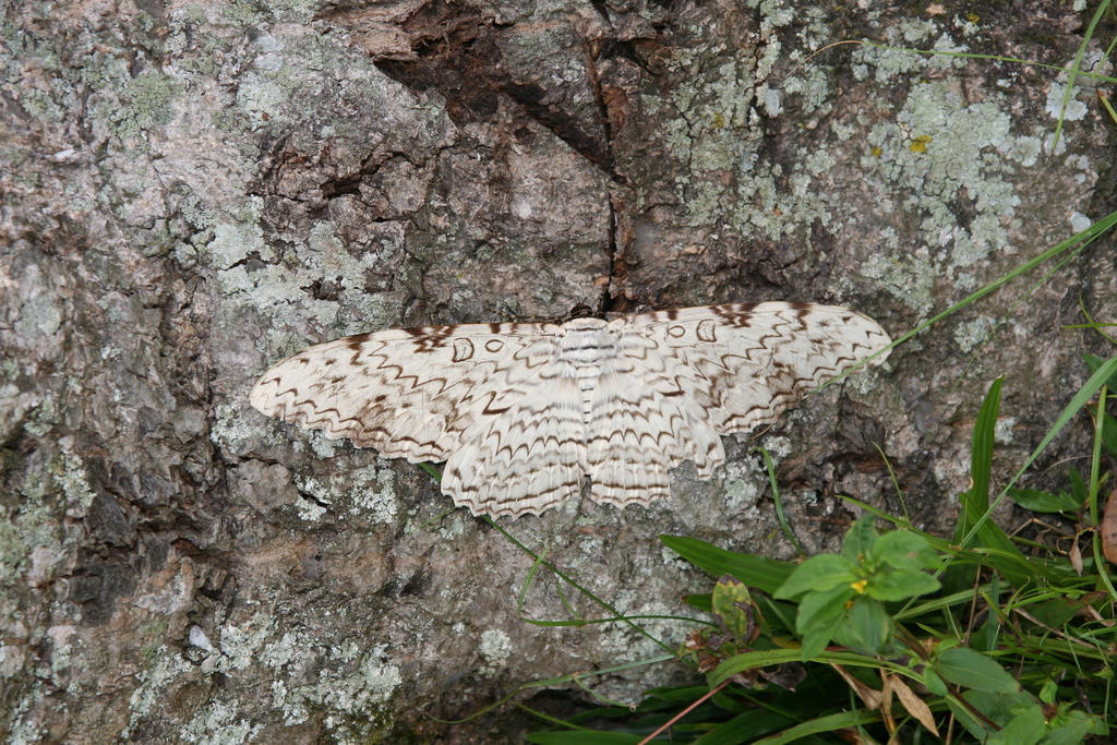 White Witch Moth from Gran Sabana, 8011, Bolívar, Venezuela on April 27 ...