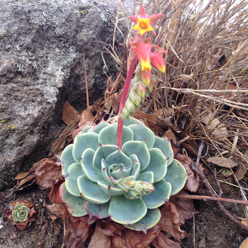 hen-and-chickens echeveria from Acajete, Pue., México on April 19, 2017 ...