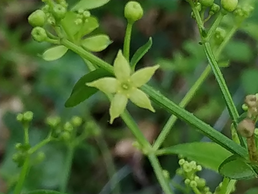 Wild Madder (Steineichenwald der Insel Rab (In Bearbeitung)) · iNaturalist