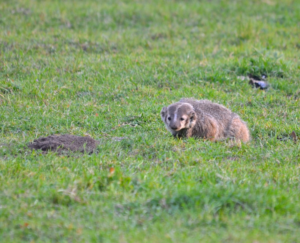 American Badger from Marin County, CA, USA on April 18, 2017 at 07:32 ...