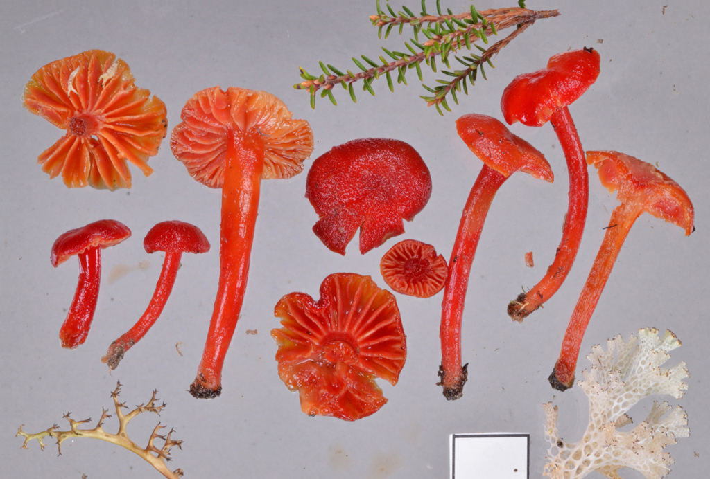 Waxcaps from Lewis Pass on April 15, 2017 by Jerry Cooper. Material ...