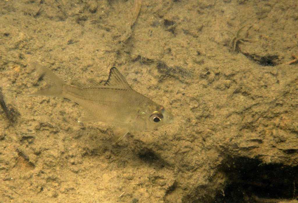 Peixe-prata (Ictiofauna da Lagoa conceição, Florianópolis) · iNaturalist
