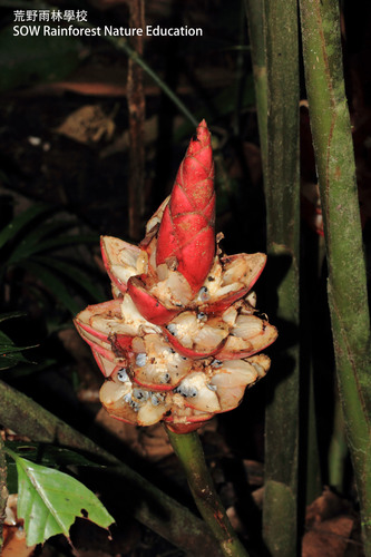 Puberulum · iNaturalist