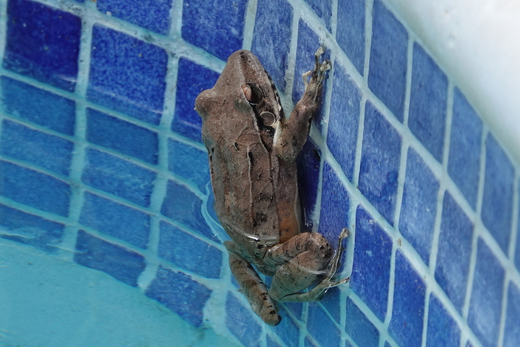 Hispaniolan Giant Frog from Villa Maroita, Abreu, Cabrera, Dominican ...