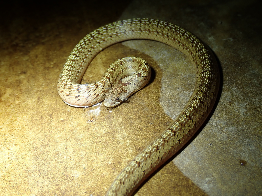 Taiwan Kukri Snake in May 2020 by Tse Chung Yi · iNaturalist
