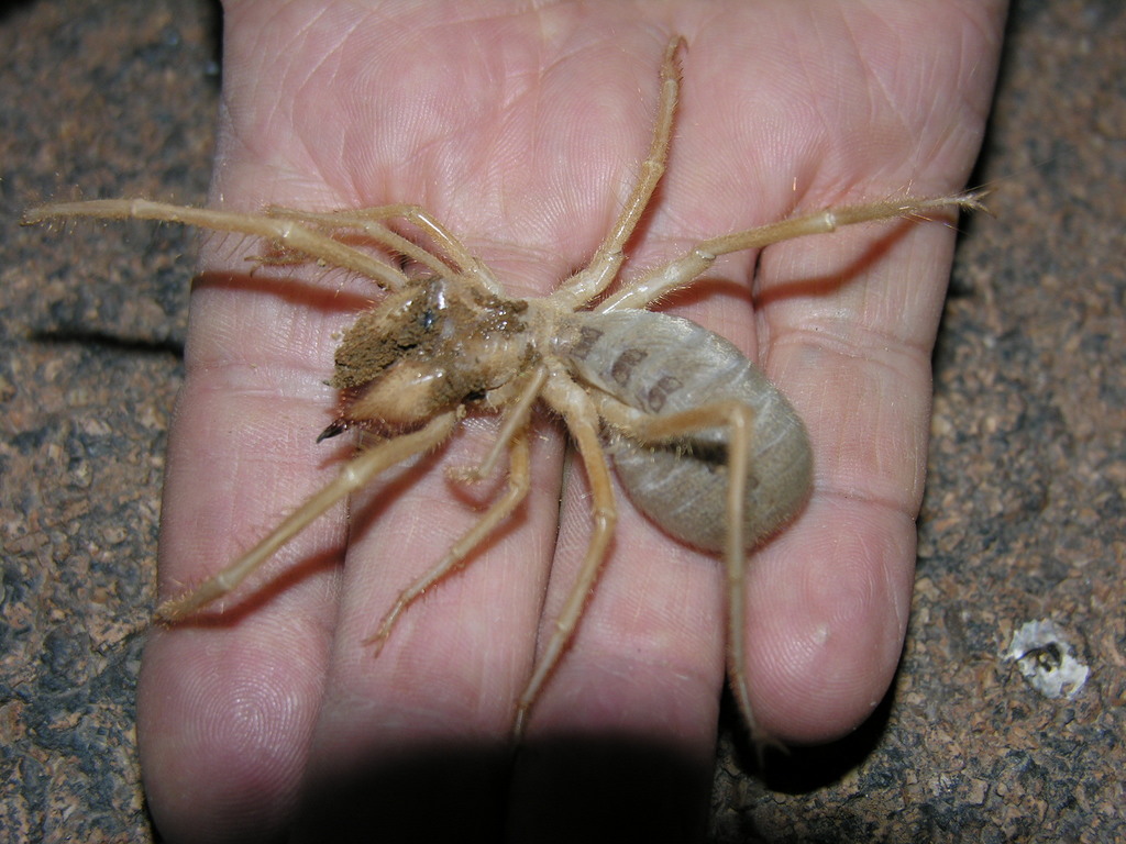 Scorpion-Spiders from Tchirozerine, Niger, monts Bagzane on November 22 ...