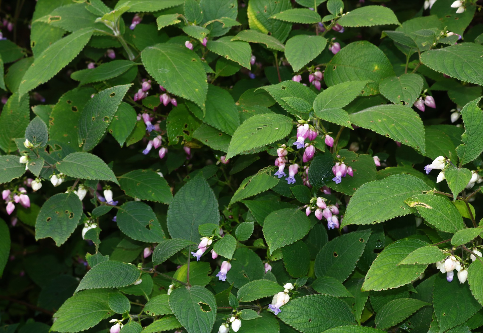 Strobilanthes heyneanus Nees
