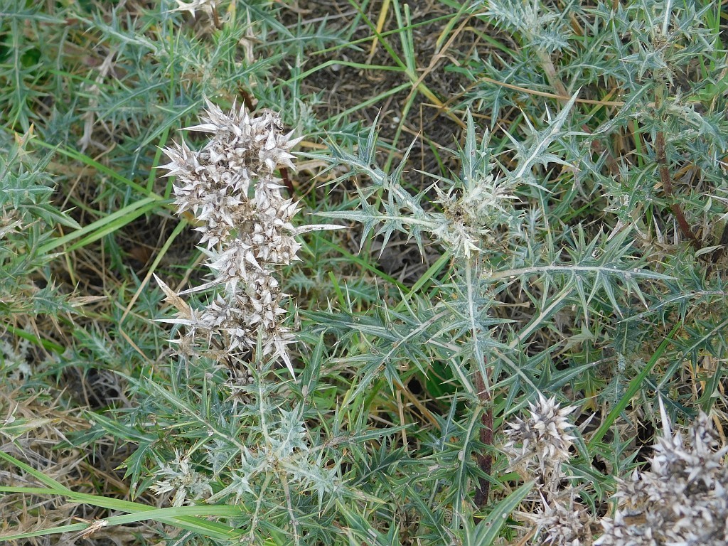 Weed African Thistle from Greyton, 7233, South Africa on May 15, 2020 ...