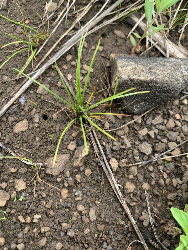 Nuttall's quillwort from Howard Buford Recreation Area, Springfield, OR ...