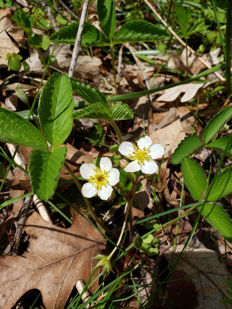 large Virginia strawberry (Fragaria virginiana grayana) - Botanical Realm