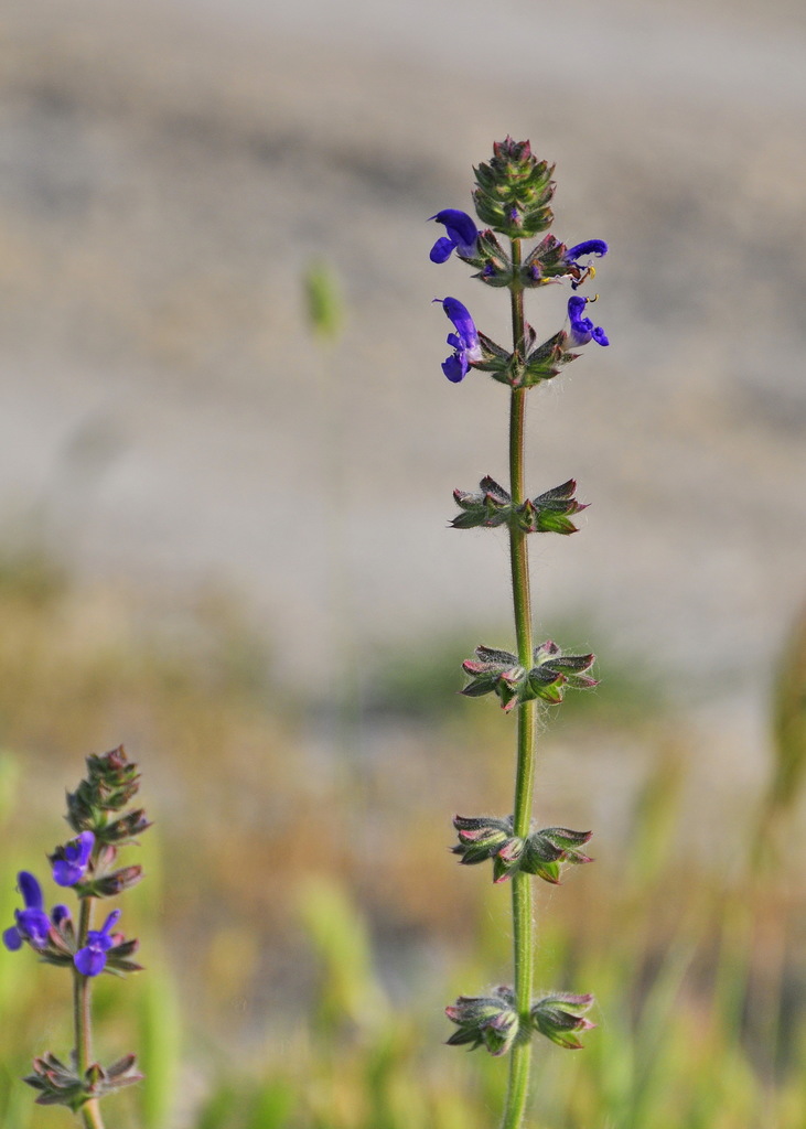 wild clary (Euboea biodiversity) · iNaturalist