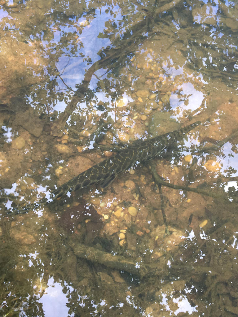 Spotted Gar from The University of Alabama, Tuscaloosa, AL, US on April ...