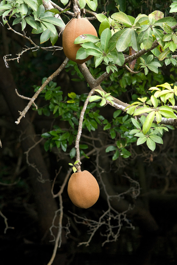 (Pachira) - Botanical Realm