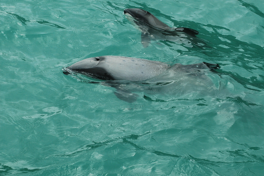 Hector's Dolphin (Cephalorhynchus hectori) - Marine Life Identification