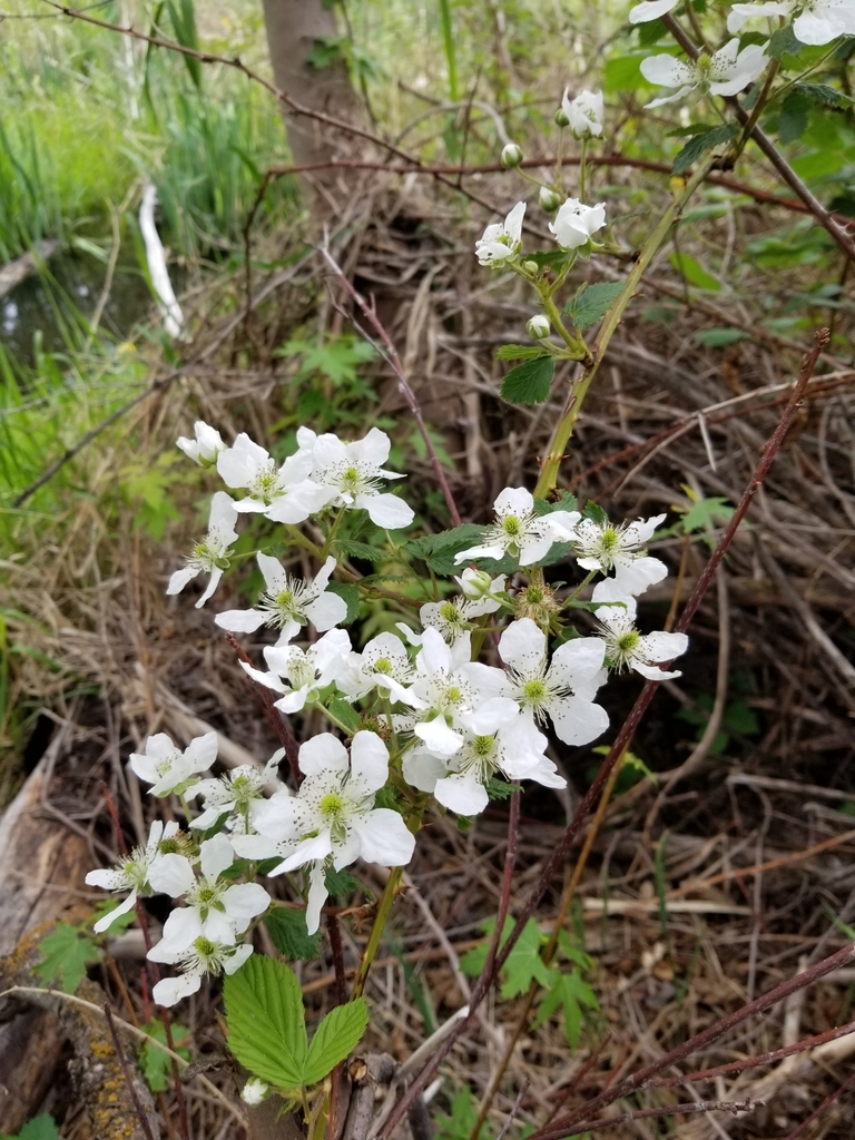 Himalayan Blackberry from Terrace Heights, WA 98901, USA on May 16 ...