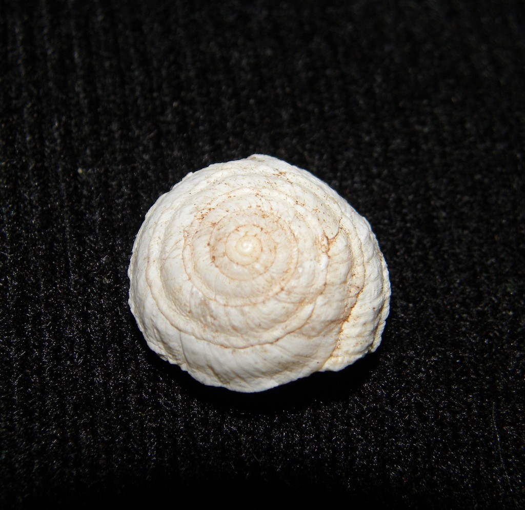 Discula tectiformis (Madeira Snails) · iNaturalist