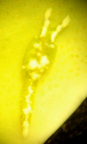Blue spot oxynoe (Oxynoe azuropunctata)