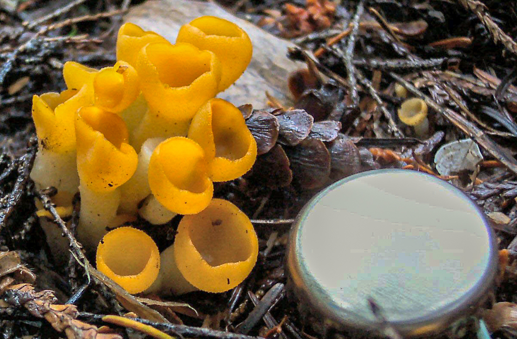 Stalked Orange-peel Fungus from Coeur d'Alene National Forest, Idaho ...