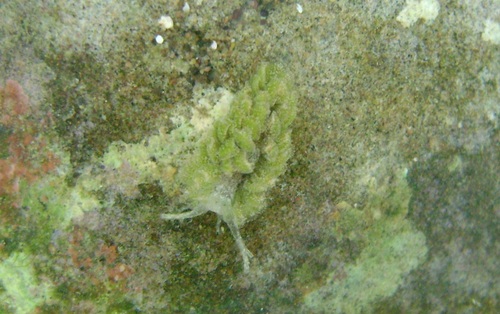 Babosa antillana de vidrio (Cyerce antillensis)