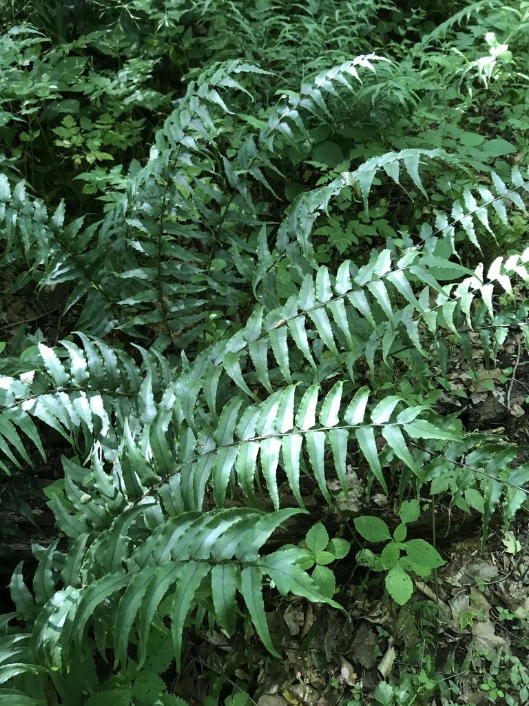 narrow-leaved glade fern from I C King Park, Knoxville, TN, US on May ...