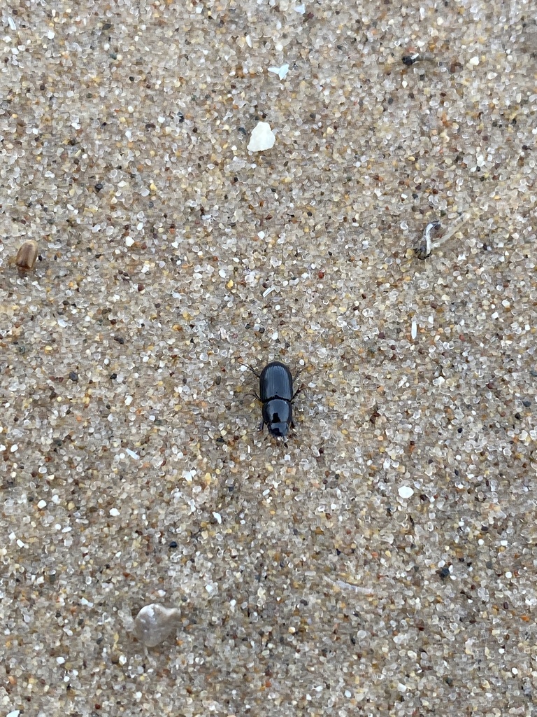 Small Dung Beetles from Harrington Beach State Park, Belgium, WI, US on ...